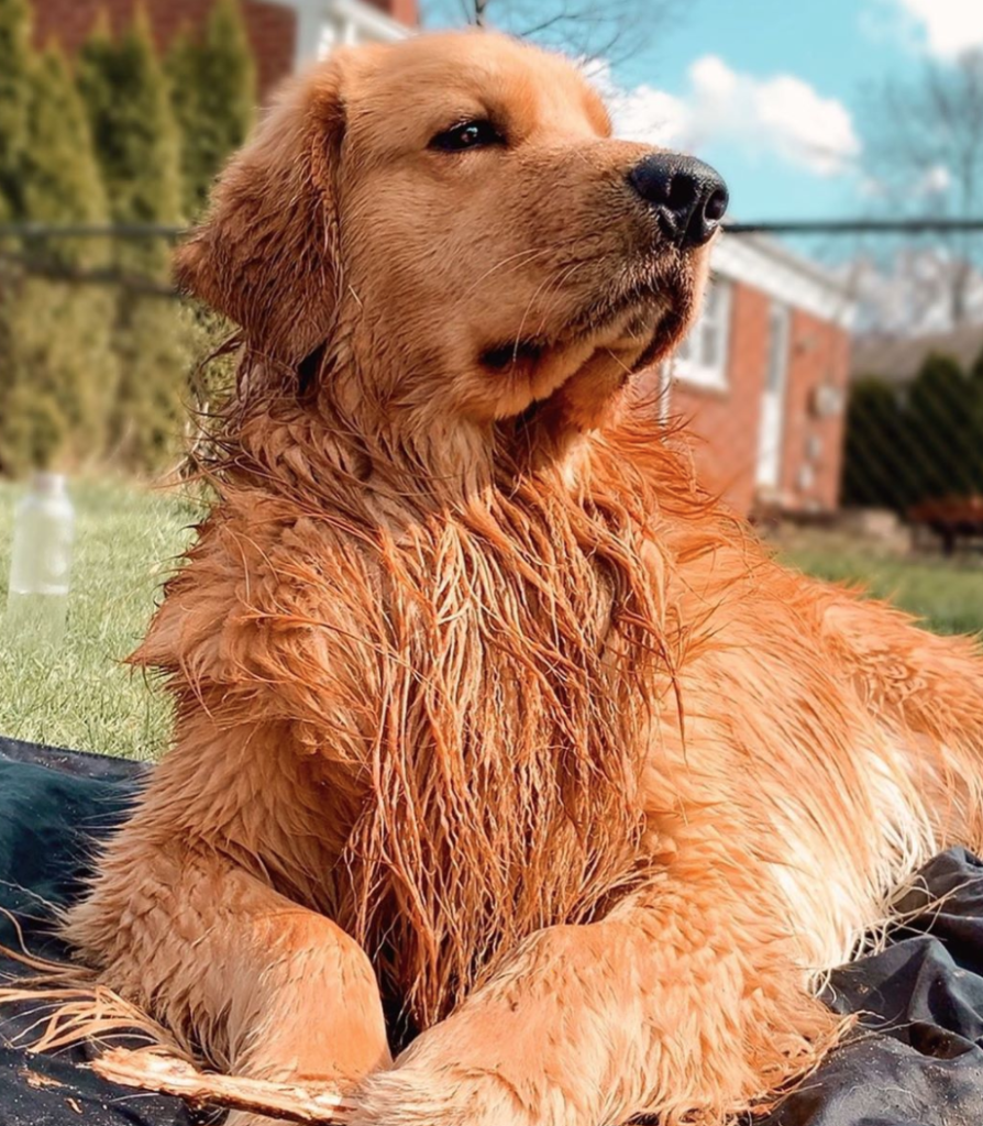 Instagram dog of the Week | The Programmers Life Instagram dog of the Week | The Programmers Life